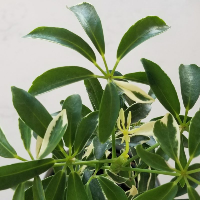 Schefflera | InteriorPlants.ca