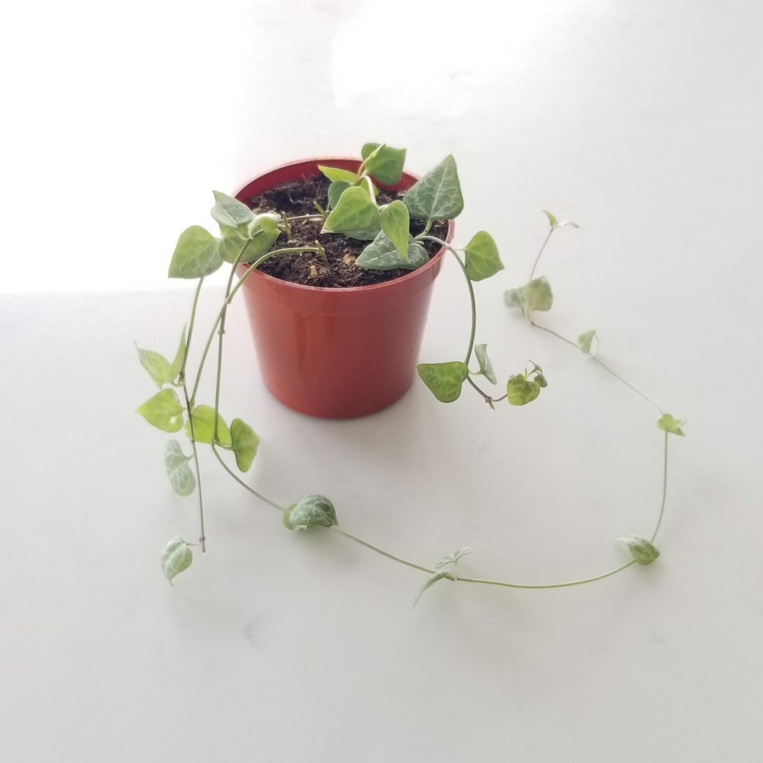 String of Arrows | InteriorPlants.ca