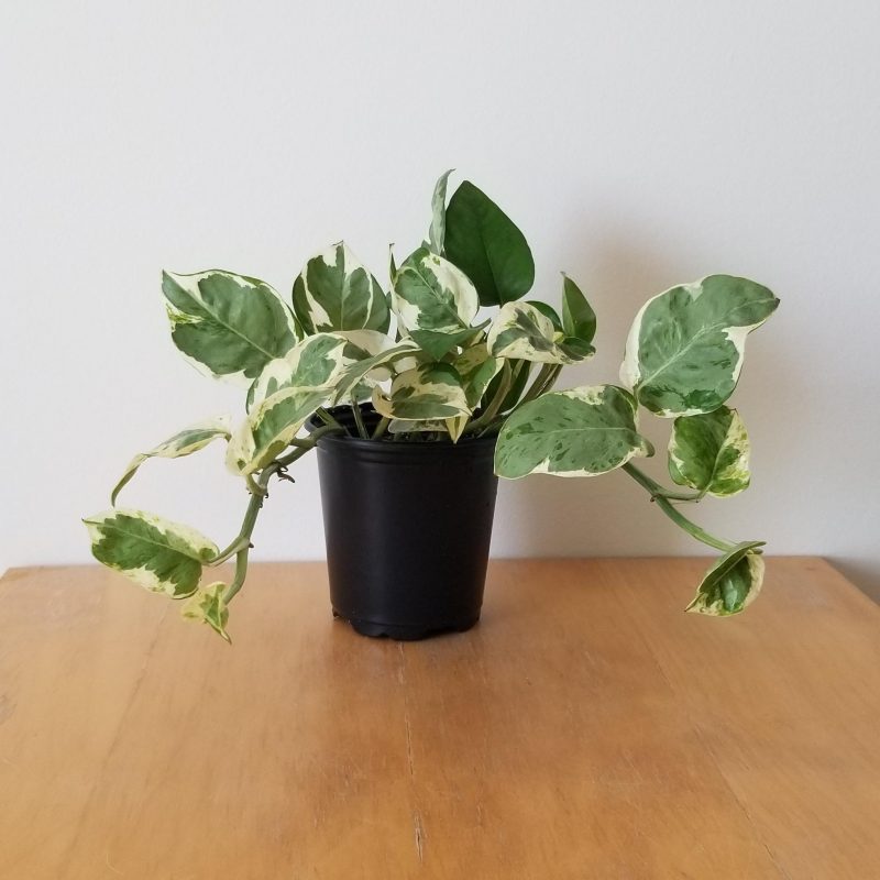 Pothos N Joy | InteriorPlants.ca