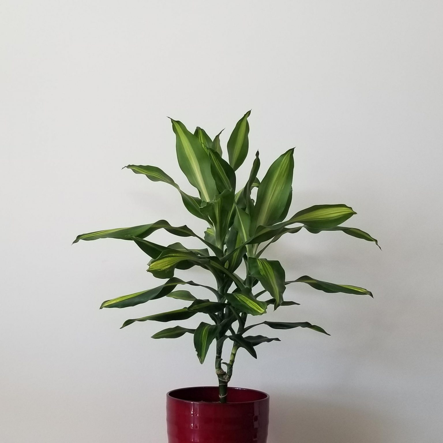 Dracaena Cintho Variegated Cane 6.5" | InteriorPlants.ca