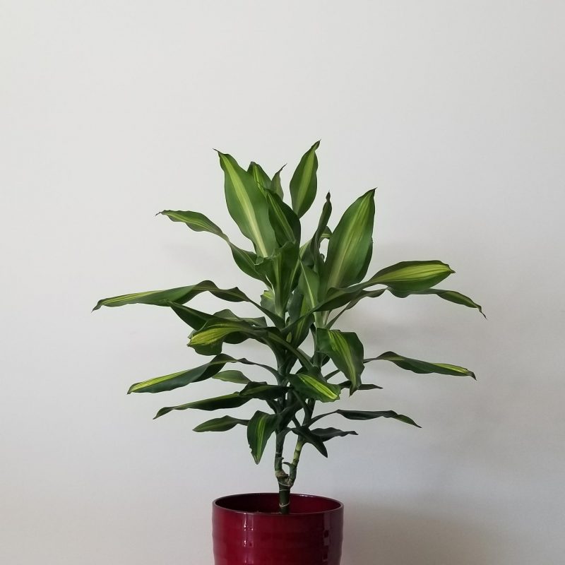 Dracaena Cintho Variegated Cane 6.5" | InteriorPlants.ca