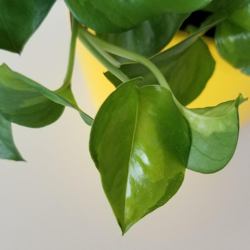 Pothos Golden Green | InteriorPlants.ca