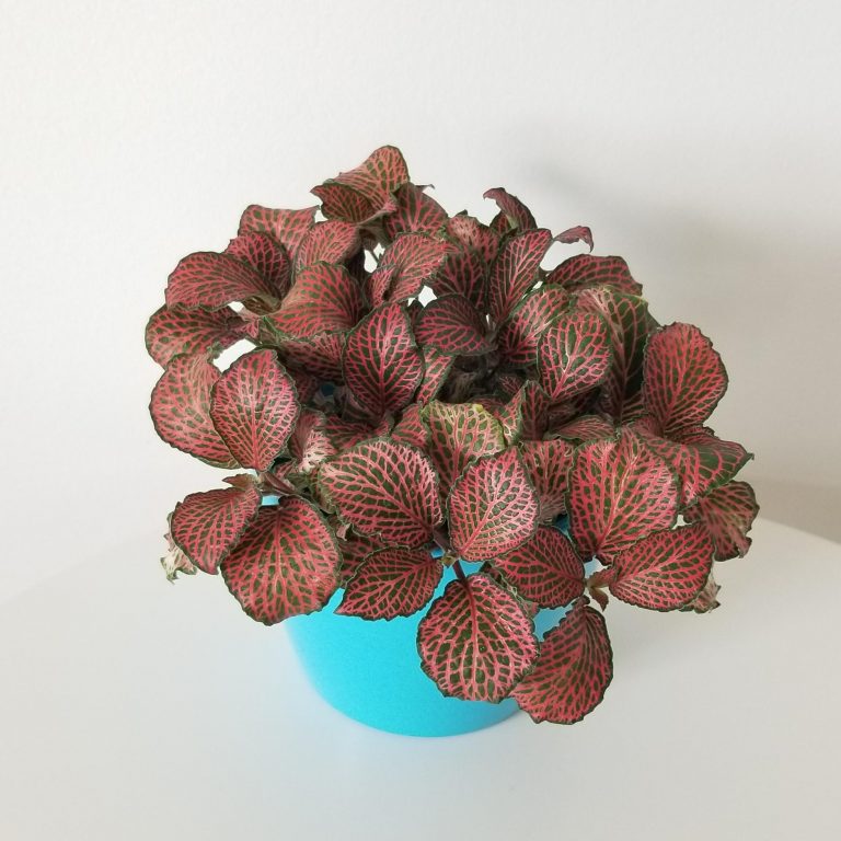 Fittonia ‘Firetail’ | InteriorPlants.ca