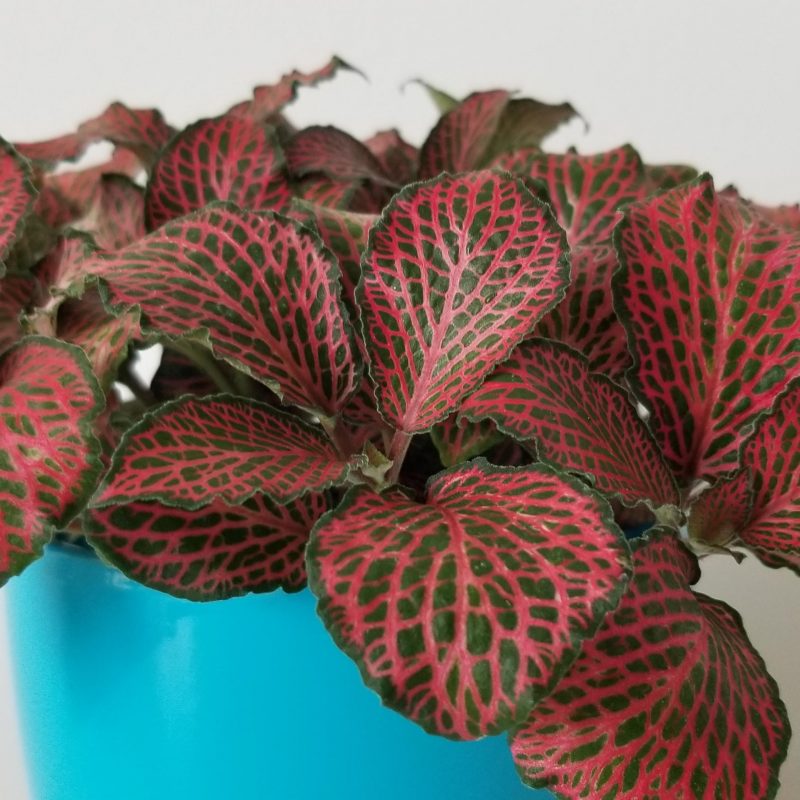 Fittonia ‘Firetail’ | InteriorPlants.ca