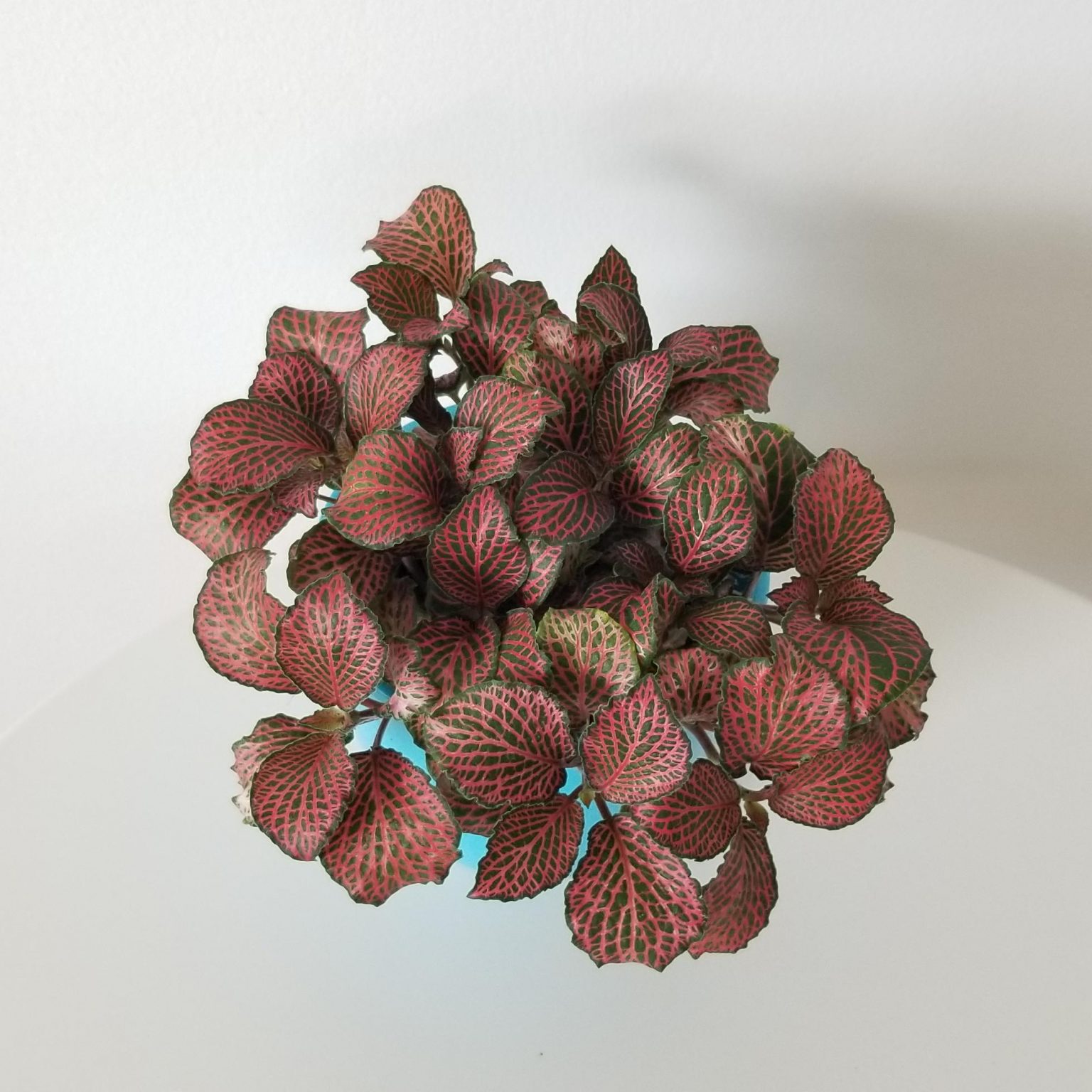 Fittonia ‘Firetail’ | InteriorPlants.ca
