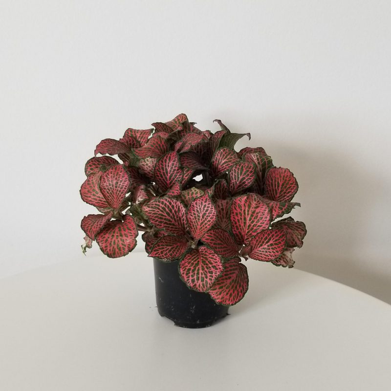 Fittonia ‘Firetail’ | InteriorPlants.ca