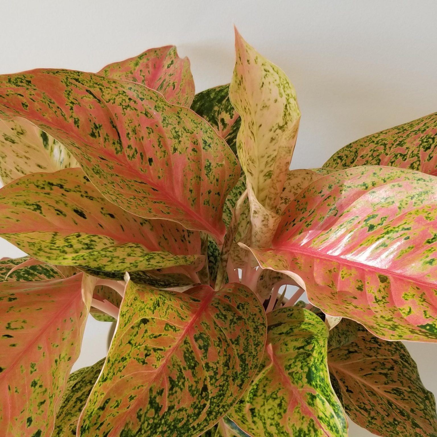 Aglaonema Cleopatra | InteriorPlants.ca