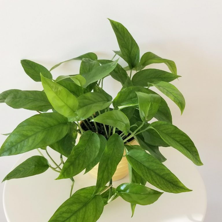 Pothos Pinnatum | InteriorPlants.ca