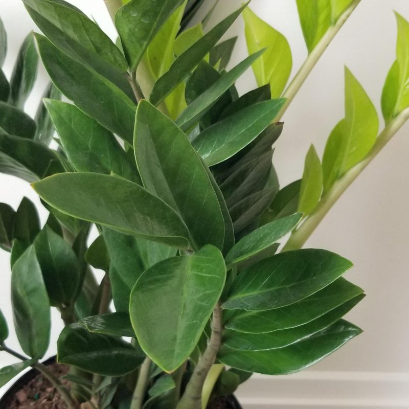 ZZ plant – Air-purifying Office Plants for Low Light - 10 ...