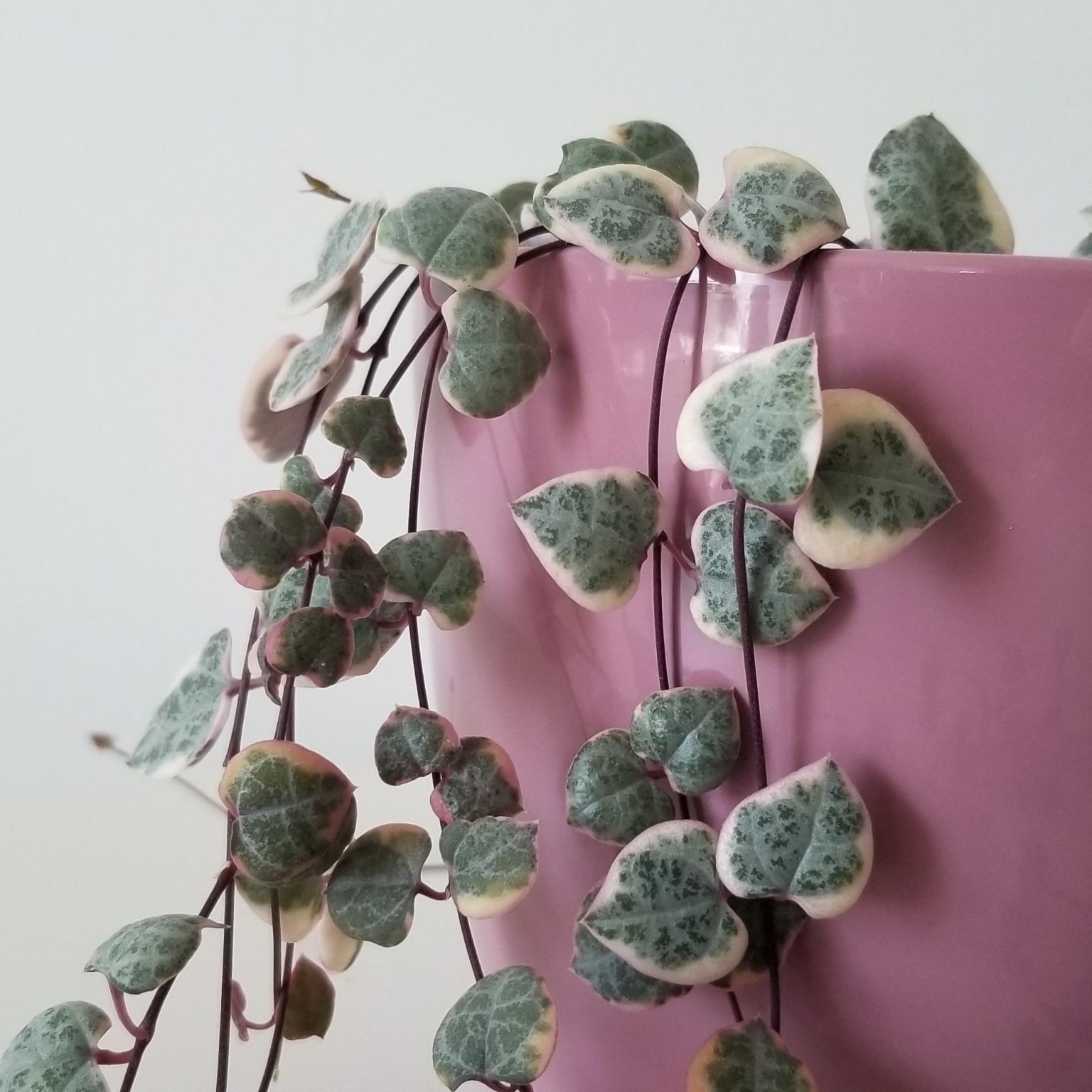 String of Hearts | InteriorPlants.ca