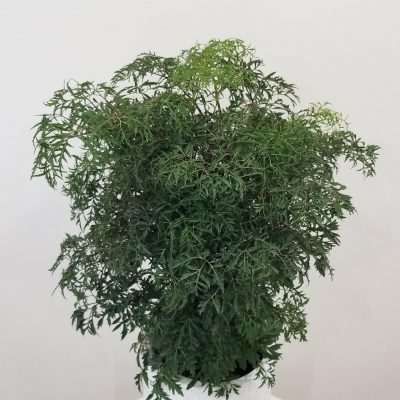 Interior Plants - Aralia 'Ming' in Deco Ceramic Pot | InteriorPlants.ca