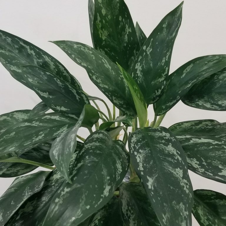 Aglaonema in Deco Ceramic Pot – Interior Plants | InteriorPlants.ca