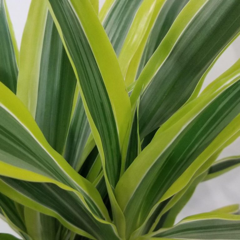 Dracaena Lemon Lime Cane in Deco Ceramic – Office Plants ...