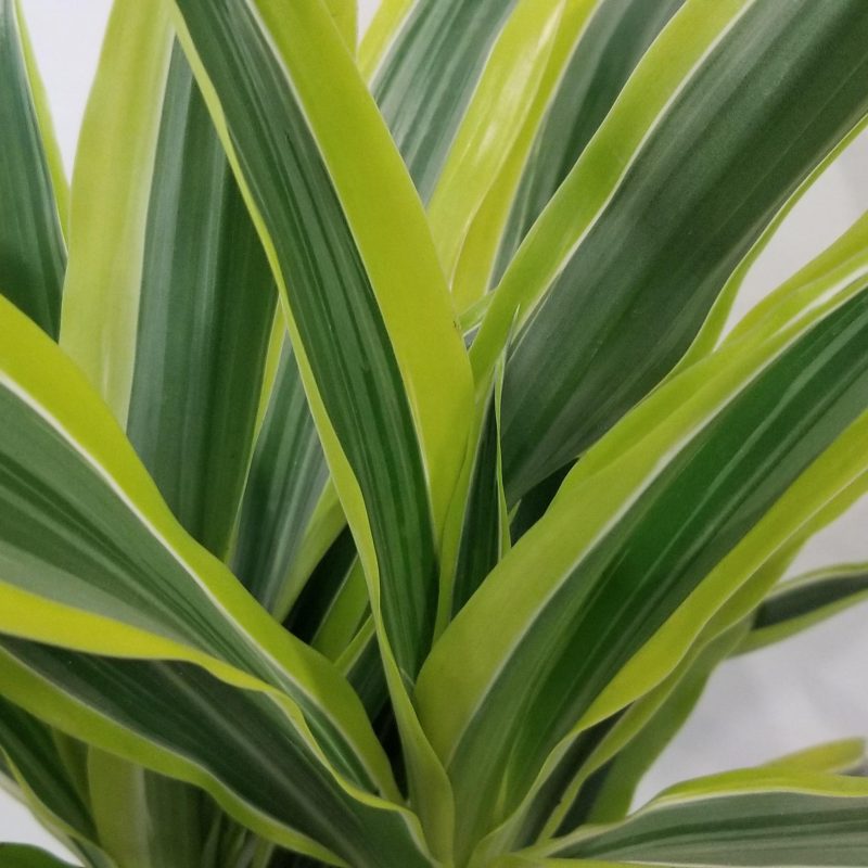 Dracaena Lemon Lime Cane in Deco Ceramic – Office Plants ...