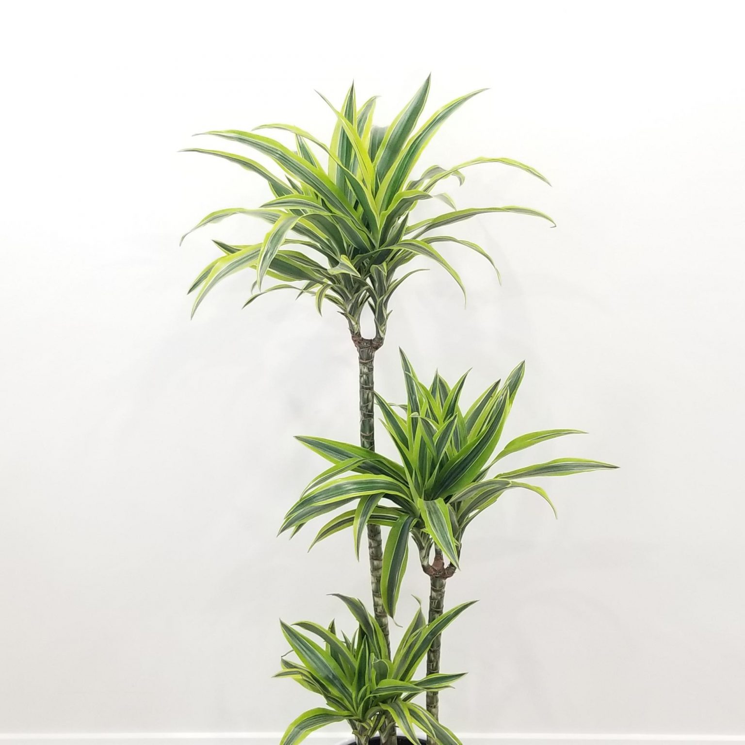 Dracaena Lemon Lime Cane in Deco Ceramic – Office Plants ...