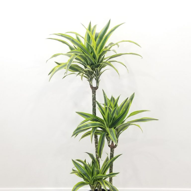Dracaena Lemon Lime Cane in Deco Ceramic – Office Plants ...