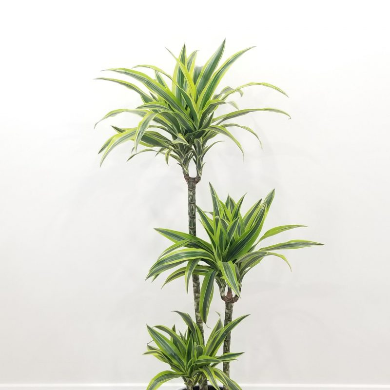 Dracaena Lemon Lime Cane in Deco Ceramic – Office Plants ...