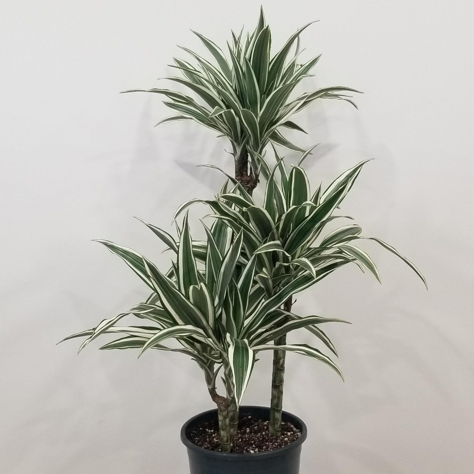 Dracaena White Stripe Cane - Office Plants | InteriorPlants.ca