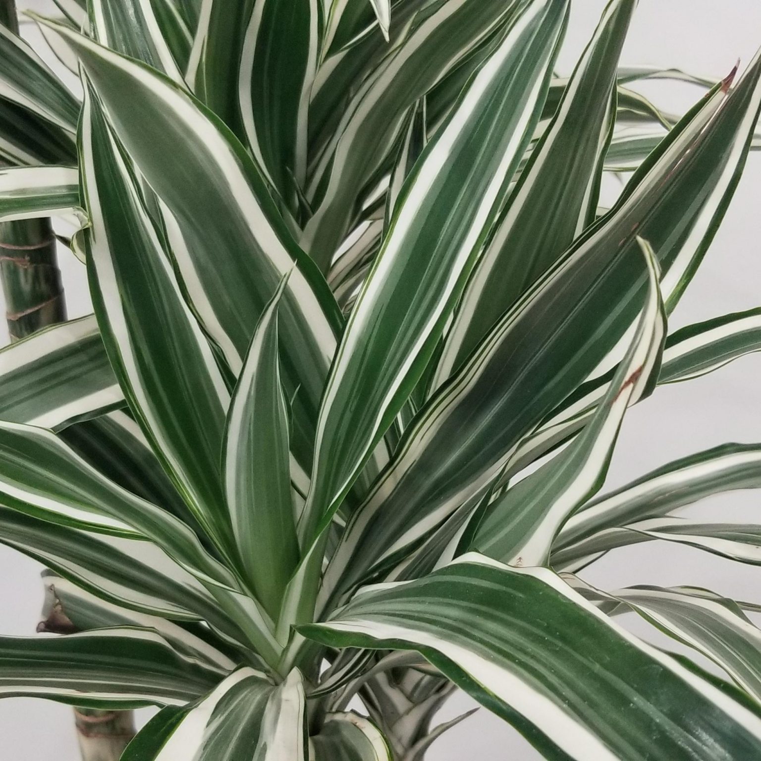 Dracaena White Stripe Cane - Office Plants | InteriorPlants.ca